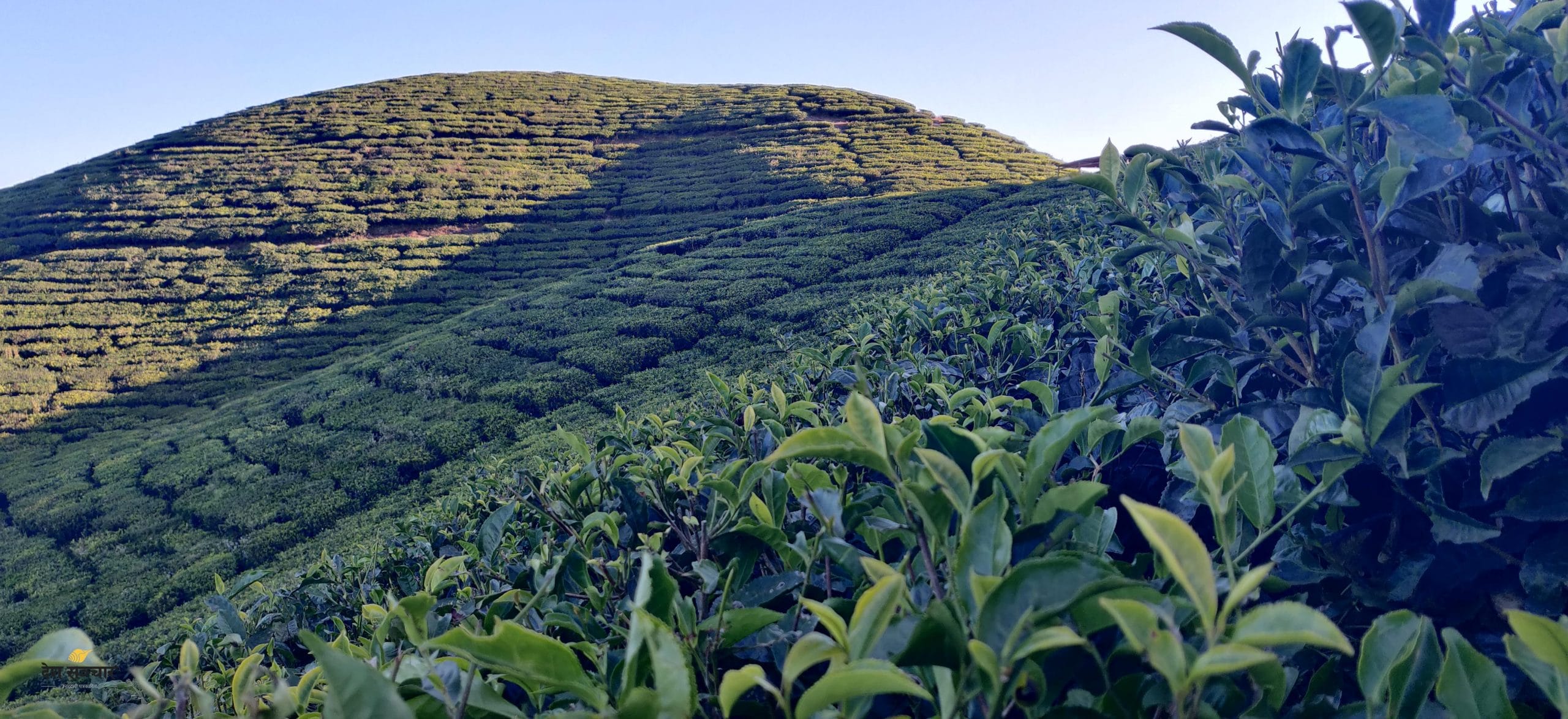 Chinese team observes tea plantation in Ilam - Peoples' Review